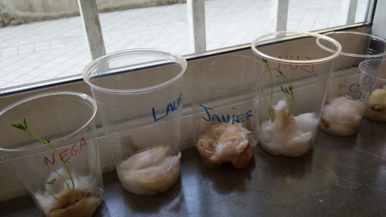 Plants experiment in Science/ Experimento sobre plantas en Ciencias 1º ...